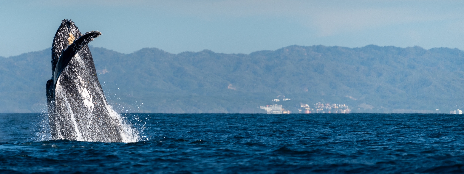 DMC en Puerto Vallarta | Tropical Incentives DMC